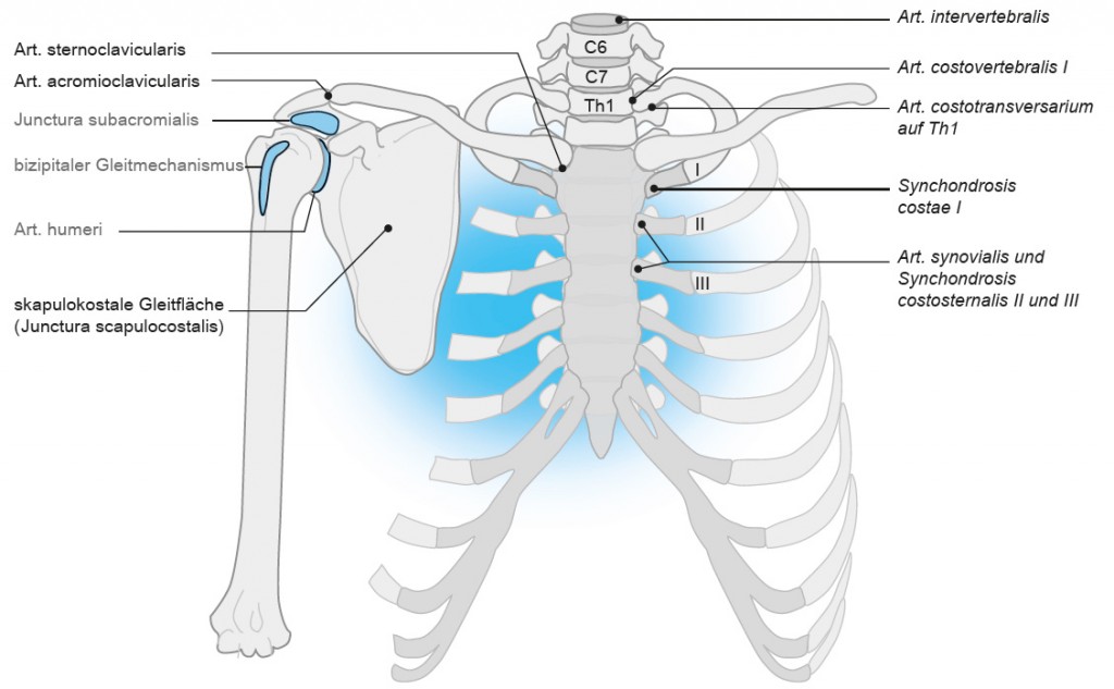 Übersicht des Schultergürtels – Schulternetzwerk Deutschland